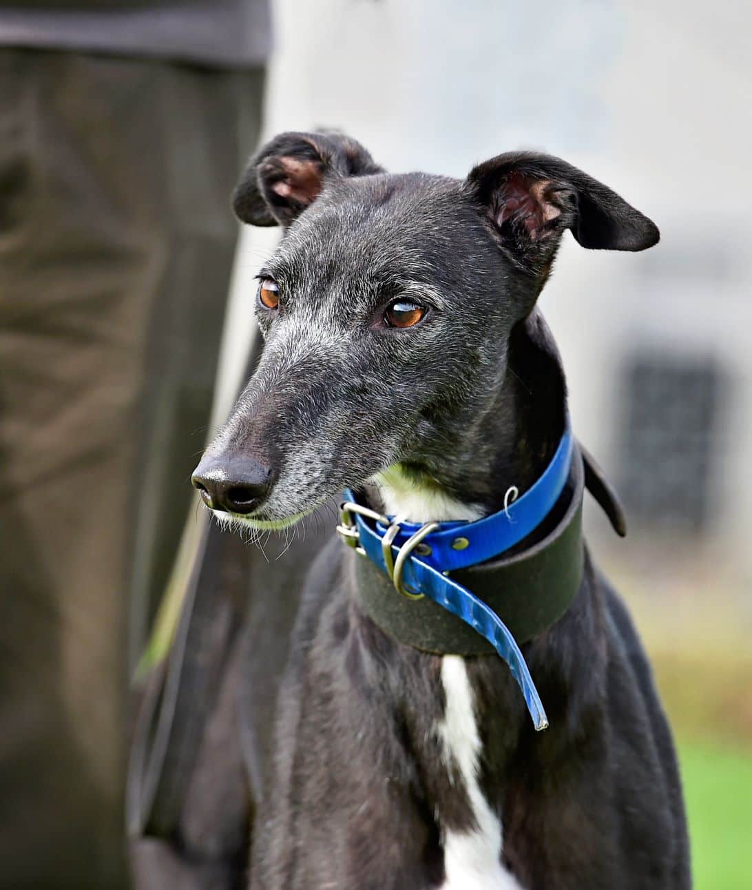 Sally (Alluno) - PetMatch