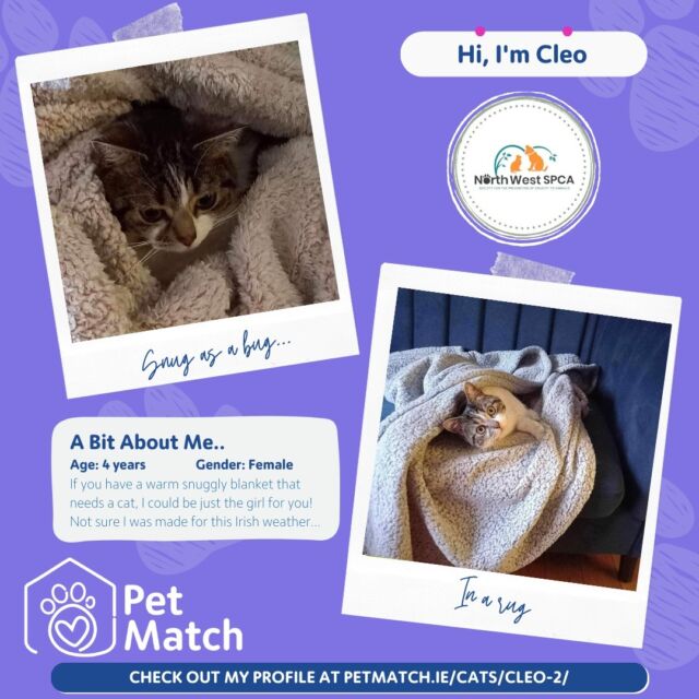 - PetMatch